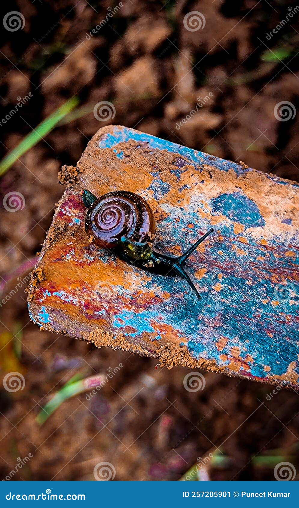 Colonies of Snails in Sicily Stock Image - Image of belong, lineages ...