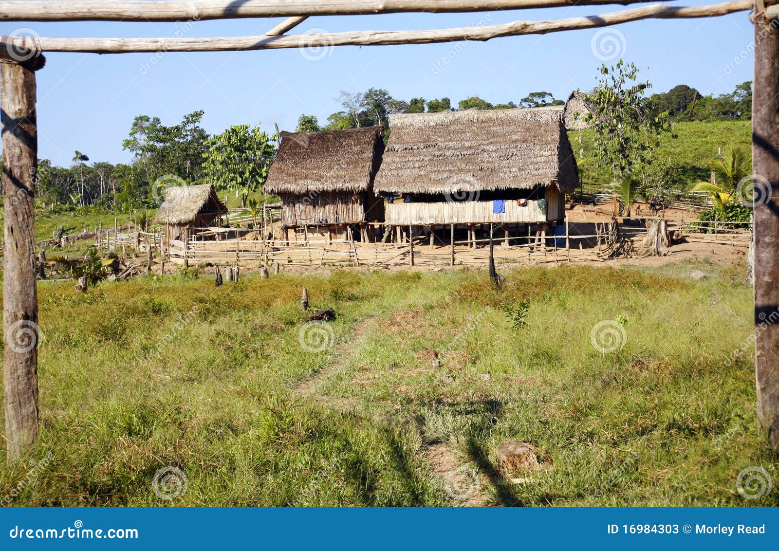 Colonist farm in Amazon stock image. Image of thatch - 16984303