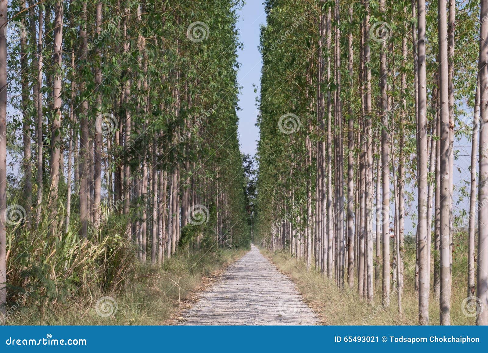 Colonnade stock image. Image of nature, line, colonnade - 65493021