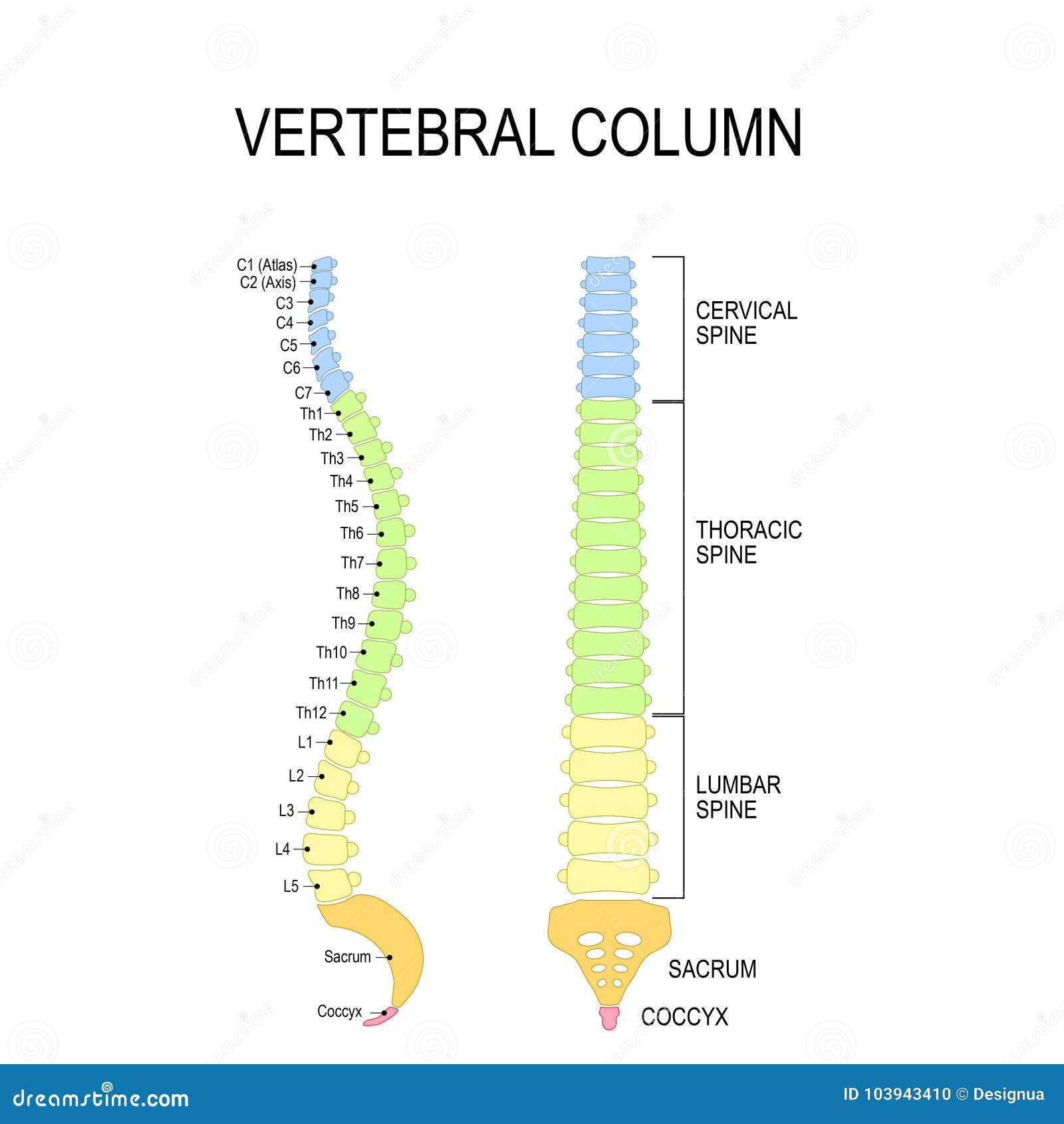 Colonne Vertébrale Ordre De Numérotation Des Vertèbres De L'humain ... Colonne Vertébrale Ordre De Numérotation Des Vertèbres De L'humain ...