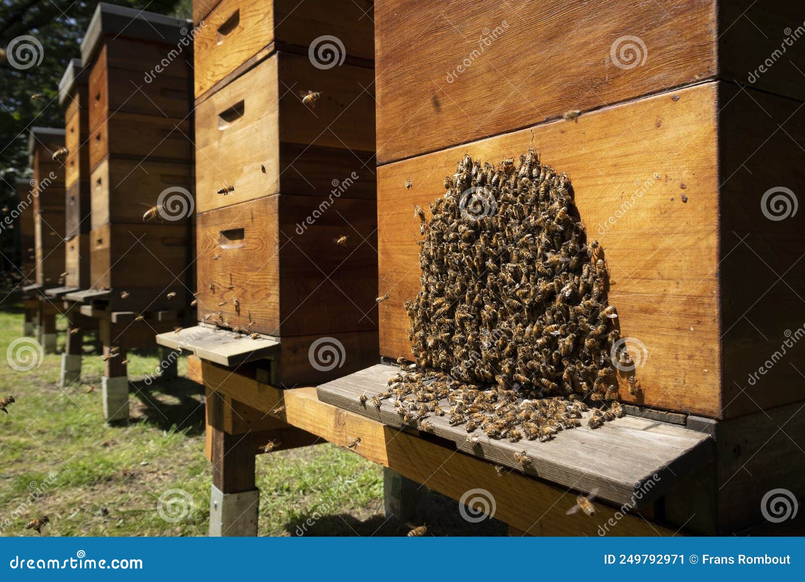 Colony of Active Western Honey Bees on a Beehive Stock Image - Image of ...
