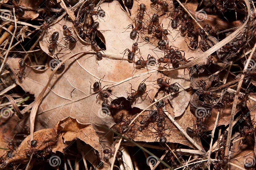 Colony of ants stock photo. Image of moving, leaves, group - 13634366