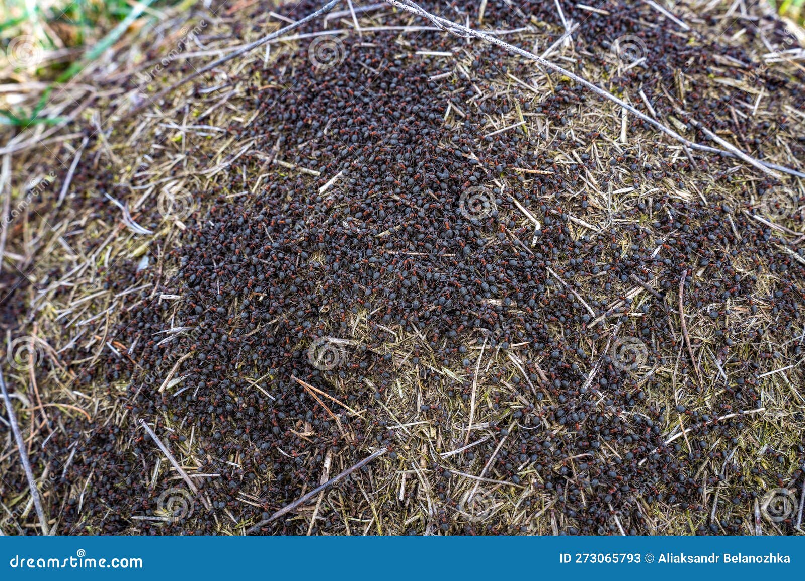 Ant colony in an anthill stock image. Image of insect - 273065793
