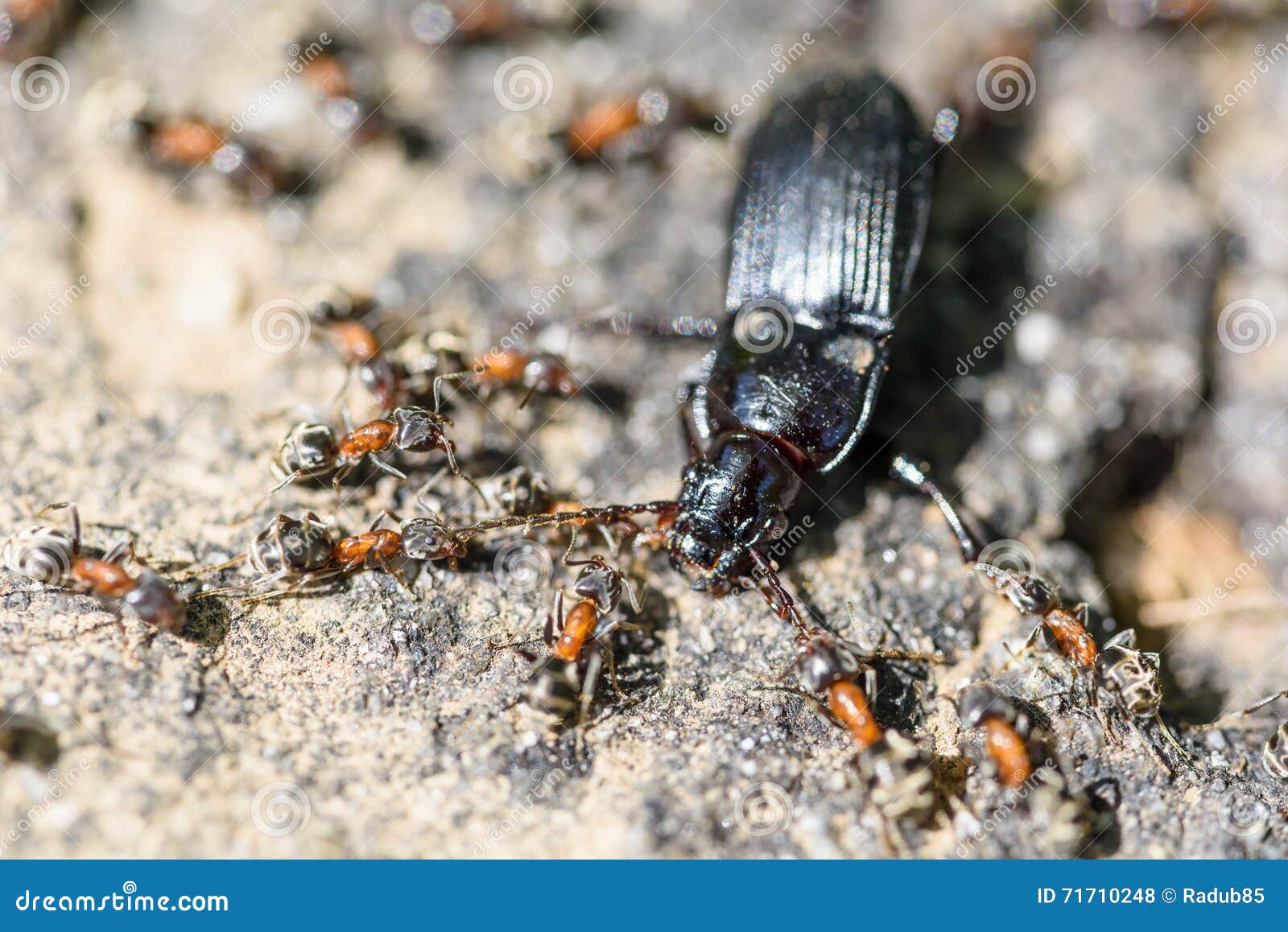 Colony of Ants Dismember and Eating Beetle Stock Photo - Image of ...