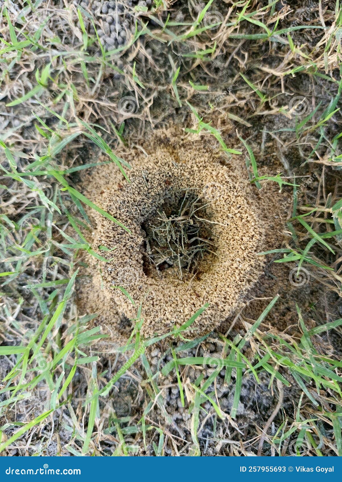 Colony of Ants on the Earth Stock Image - Image of reptile, mammal ...