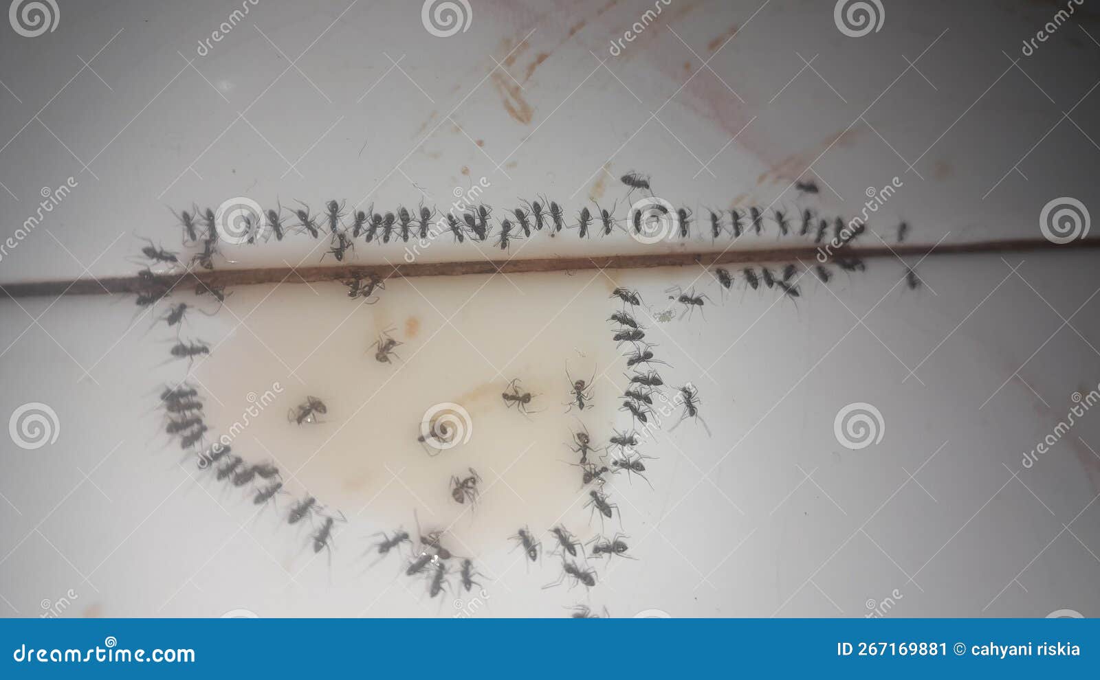 Colony of Ants Make a Form for Eating Honey Stock Image - Image of ...