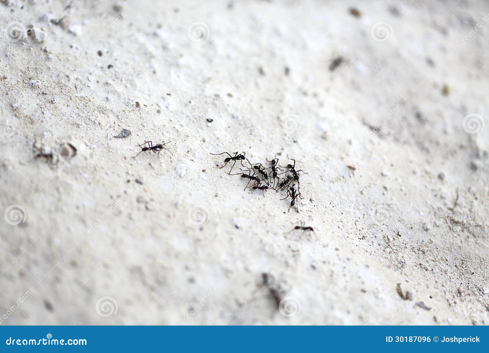 Industrious ants stock photo. Image of working, nature - 30187096
