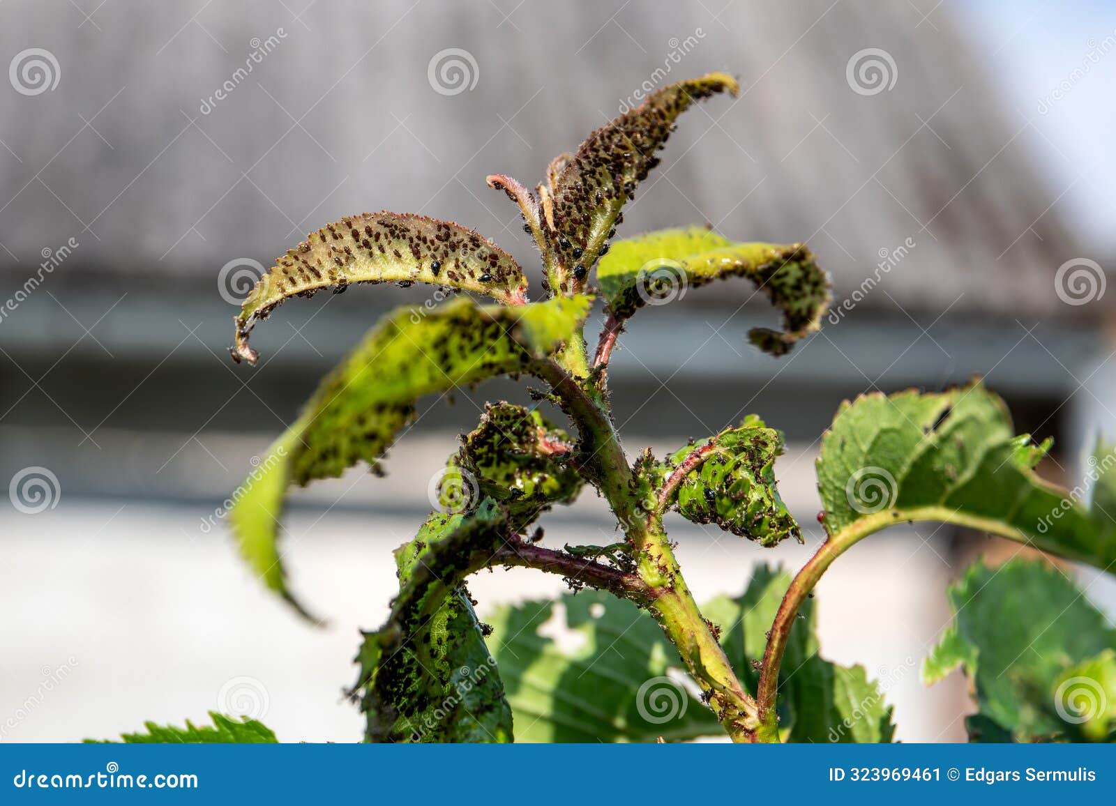 Aphids On Cherry Tree Leaves, Plant Pests In Garden Stock Image ...