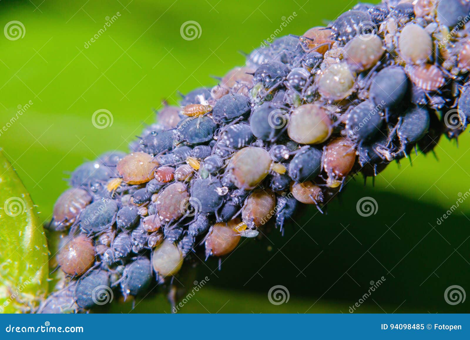 Colony of Aphids on the Stem of a Plant. Stock Image - Image of pests ...