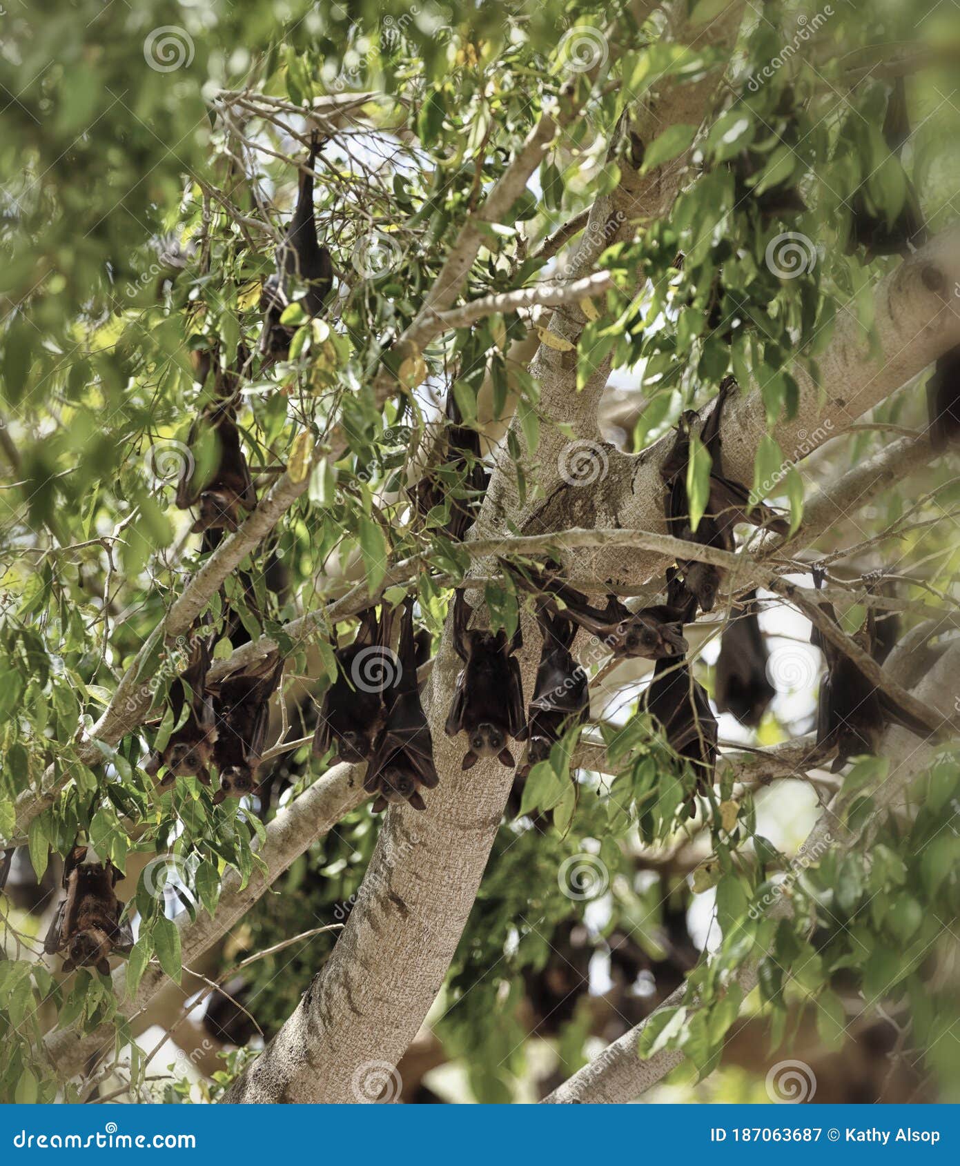 Flying Foxes stock image. Image of animal, branch, charters - 187063687