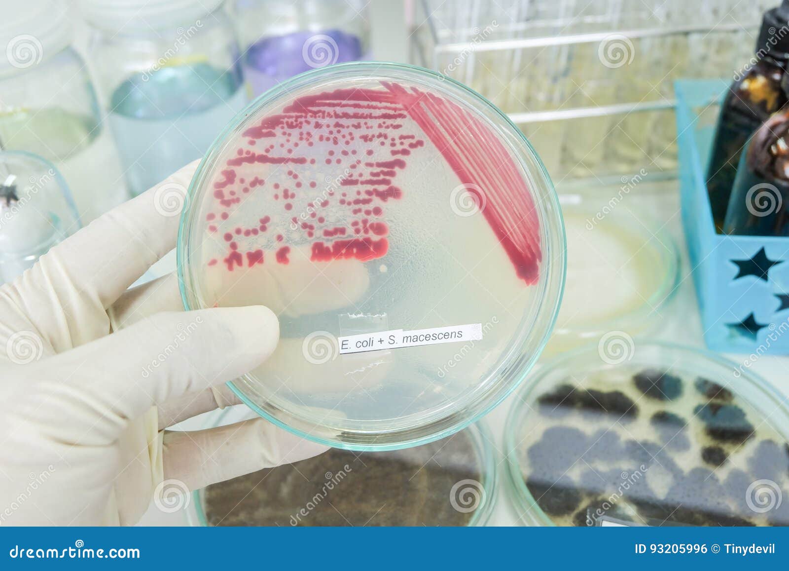 Colony of bacteria stock photo. Image of organism, fungi - 93205996