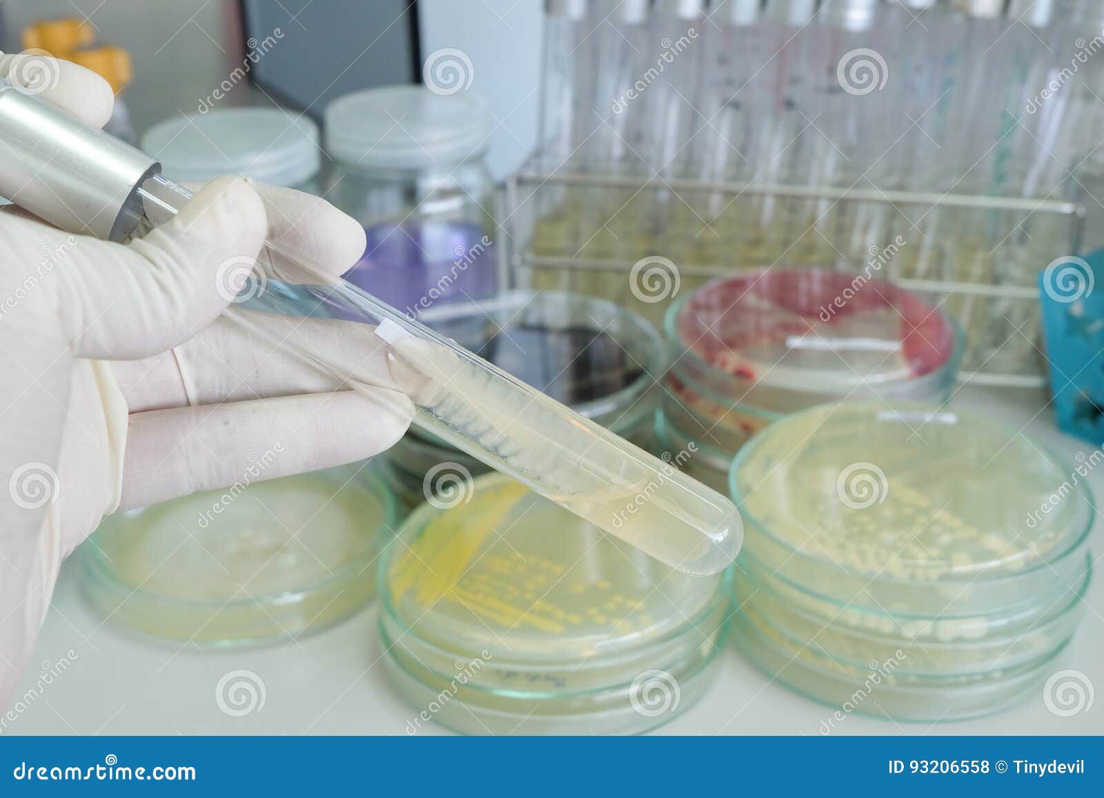 Colony of bacteria stock photo. Image of penicillin, bacterial - 93206558