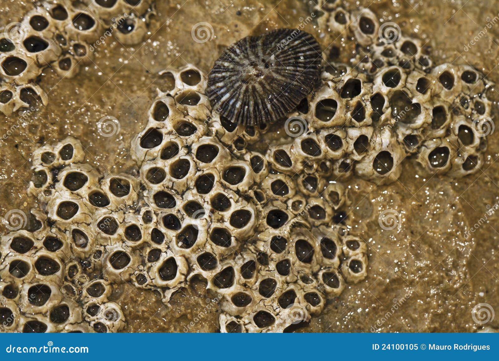Colony of Barnacles and Limpet Stock Image - Image of chthamalus ...