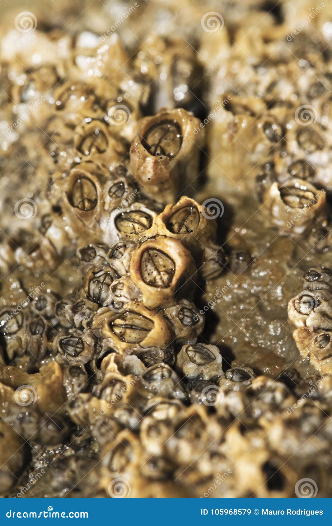 Poli Stellate Barnacle Shells, Chthamalus Stellatus, On A Rocky ...