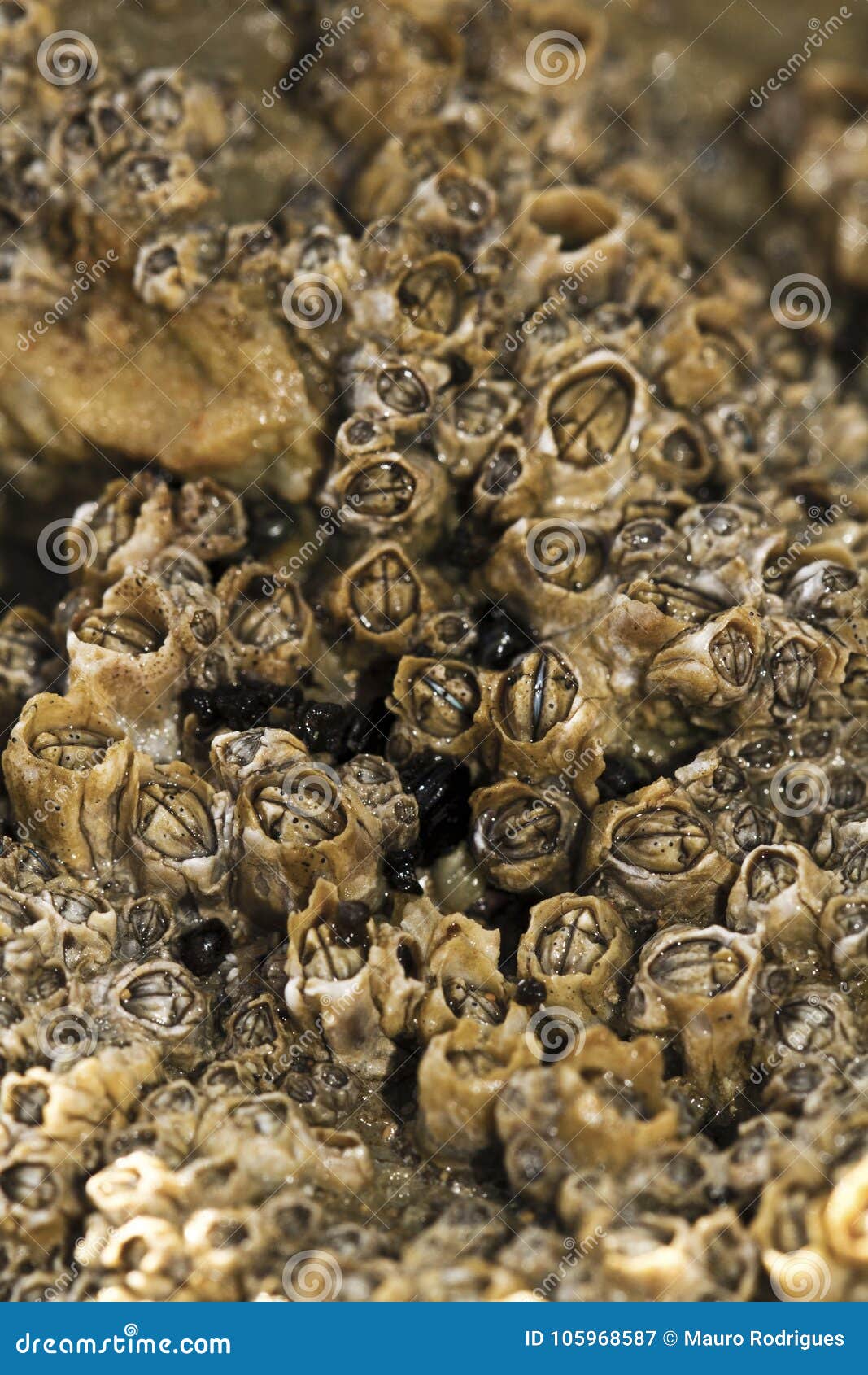 Colony of barnacles stock image. Image of life, close - 105968587