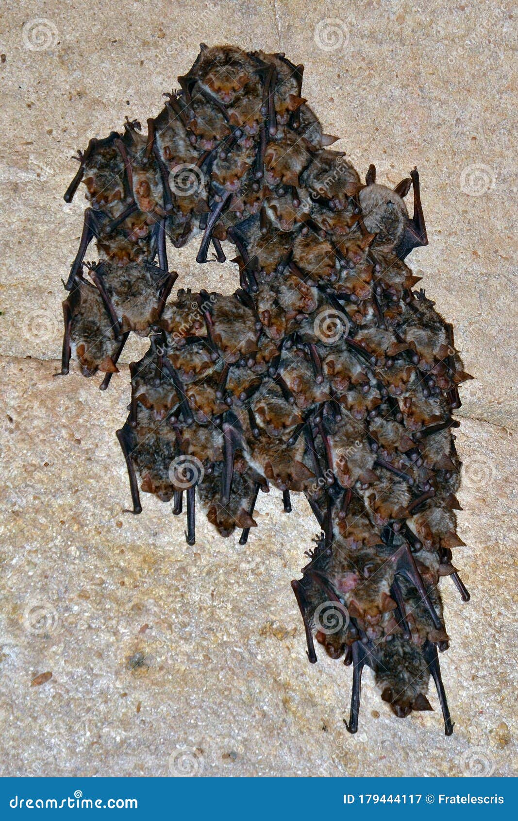 Colony of Bats on Cave Ceiling Stock Image - Image of flight, nature ...