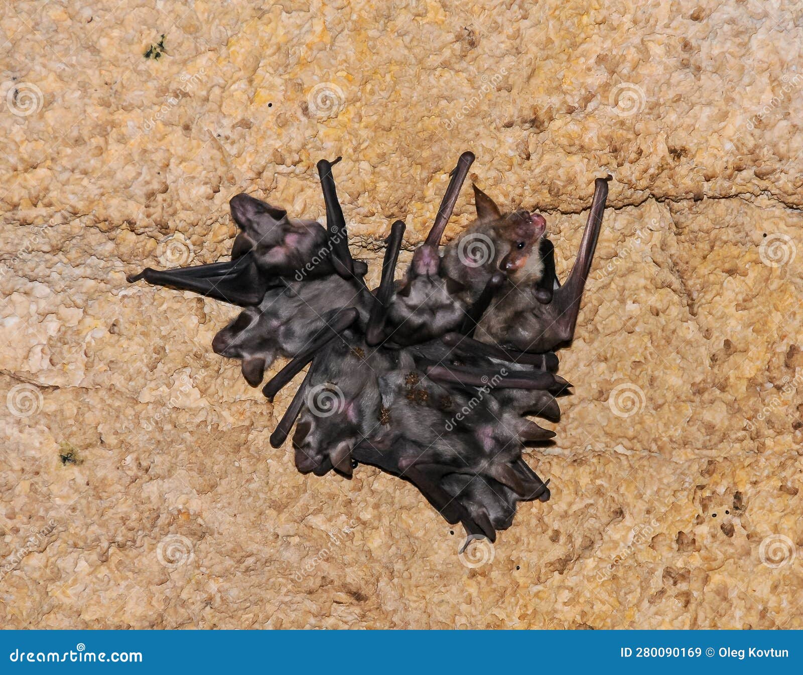 A Colony of Bats Resting on the Ceiling in the Catacombs of the Eastern ...