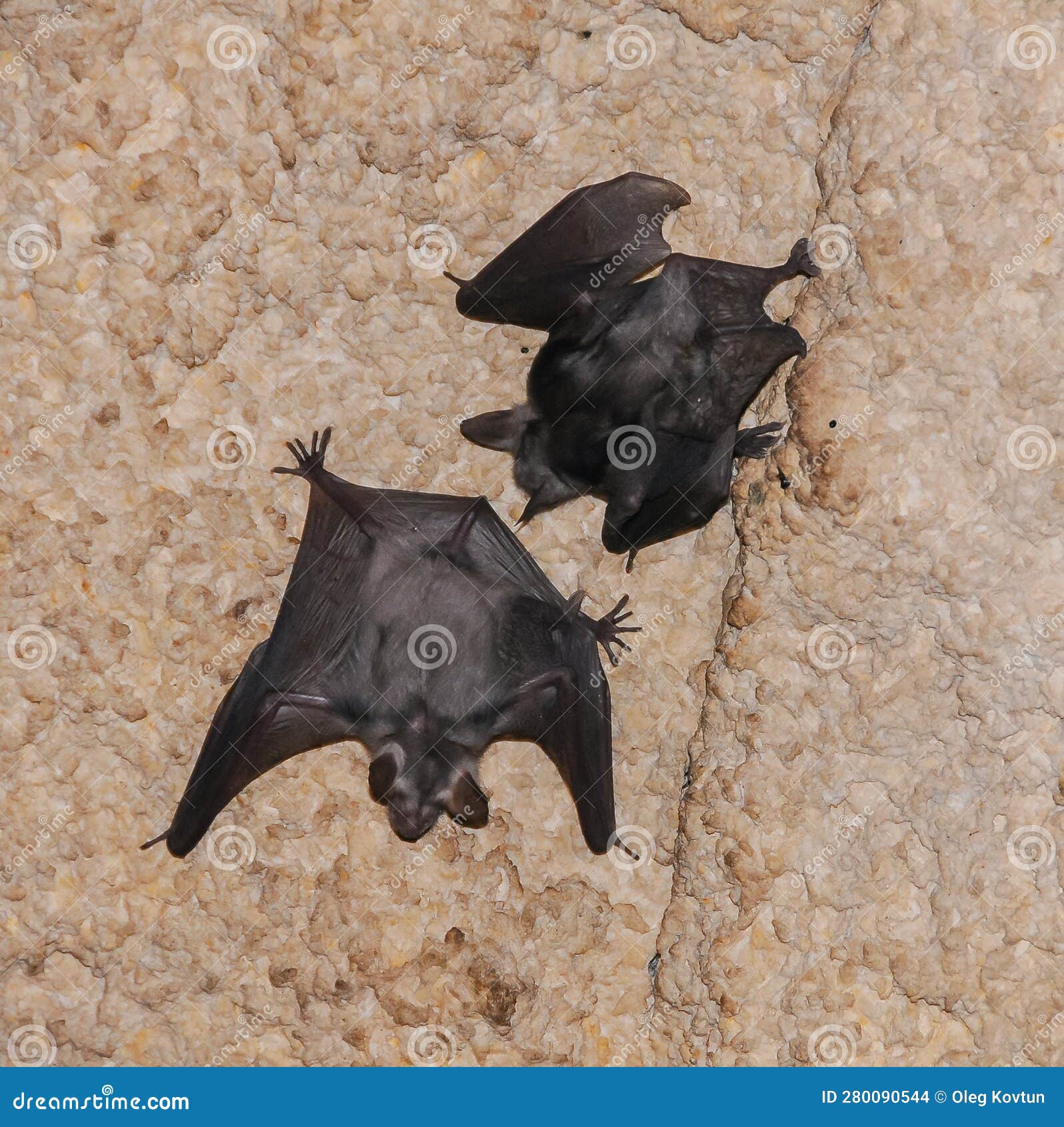 A Colony of Bats Resting on the Ceiling in the Catacombs of the Eastern ...