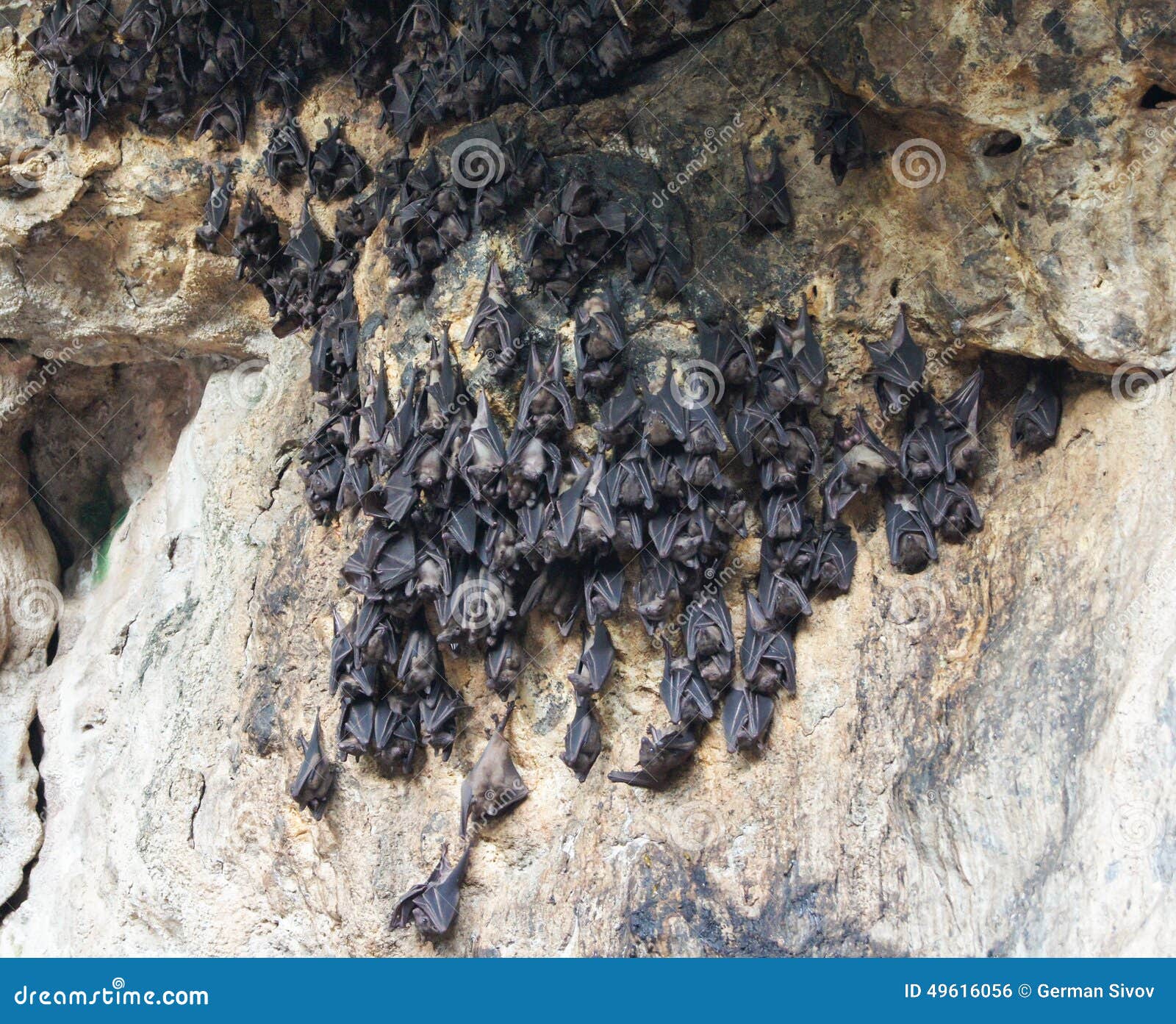 Colony of bats stock photo. Image of animals, rest, black - 49616056
