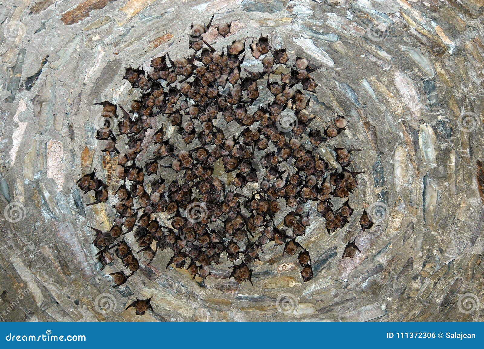 Colony of Bats in Underground Mine Gallery Stock Photo - Image of biology, flying: 111372306