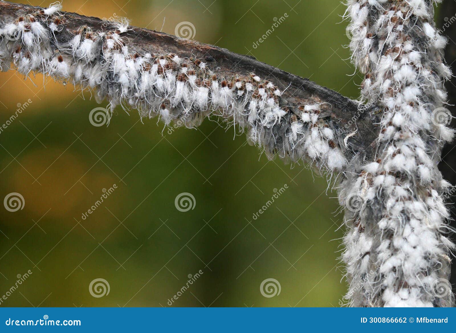 Colony of Beech Blight Aphids (Grylloprociphilus Imbricator). Stock ...