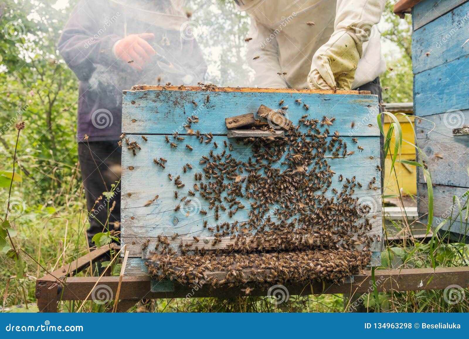 Bees stock photo. Image of development, flying, beehive - 134963298