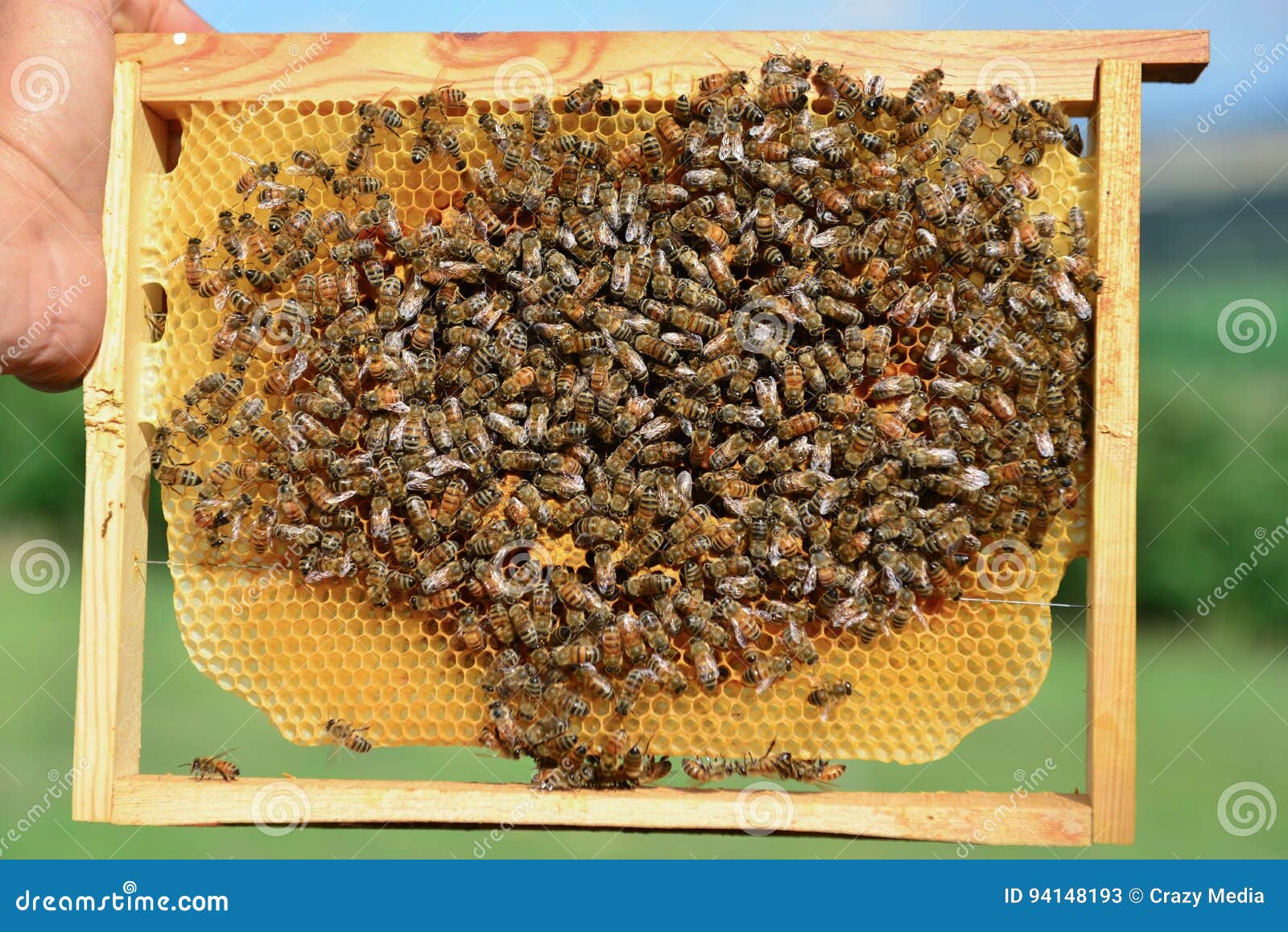 Colony of Bees To Make Honey Stock Image - Image of closeups, healing ...