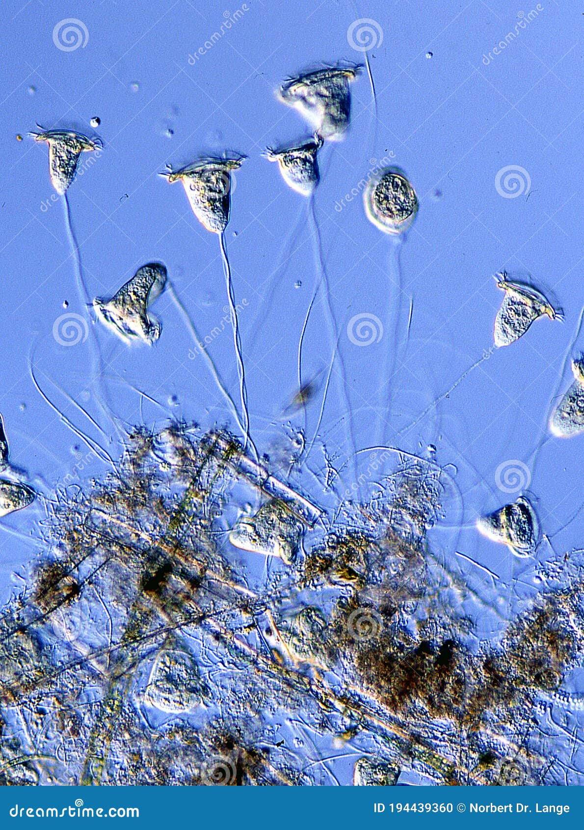 Colony of bell animals stock photo. Image of magnification - 194439360