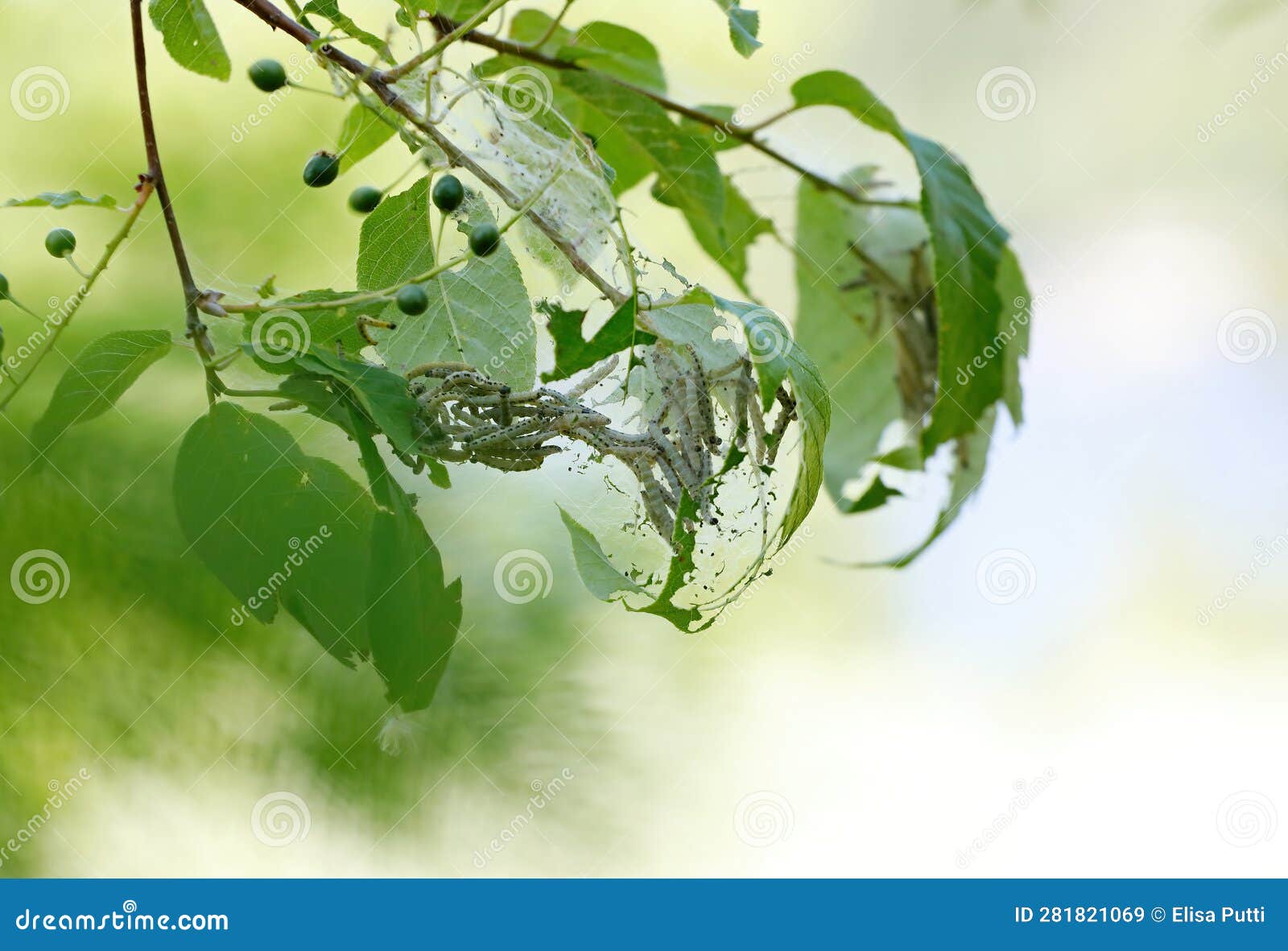A Colony of Bird Cherry Ermine Eating Bird Cherry Leaves Stock Image ...