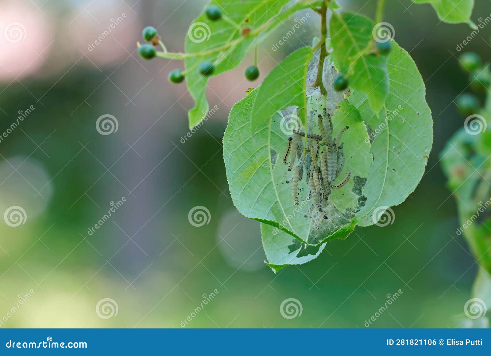 A Colony of Bird Cherry Ermine Eating Bird Cherry Leaves Stock Photo ...