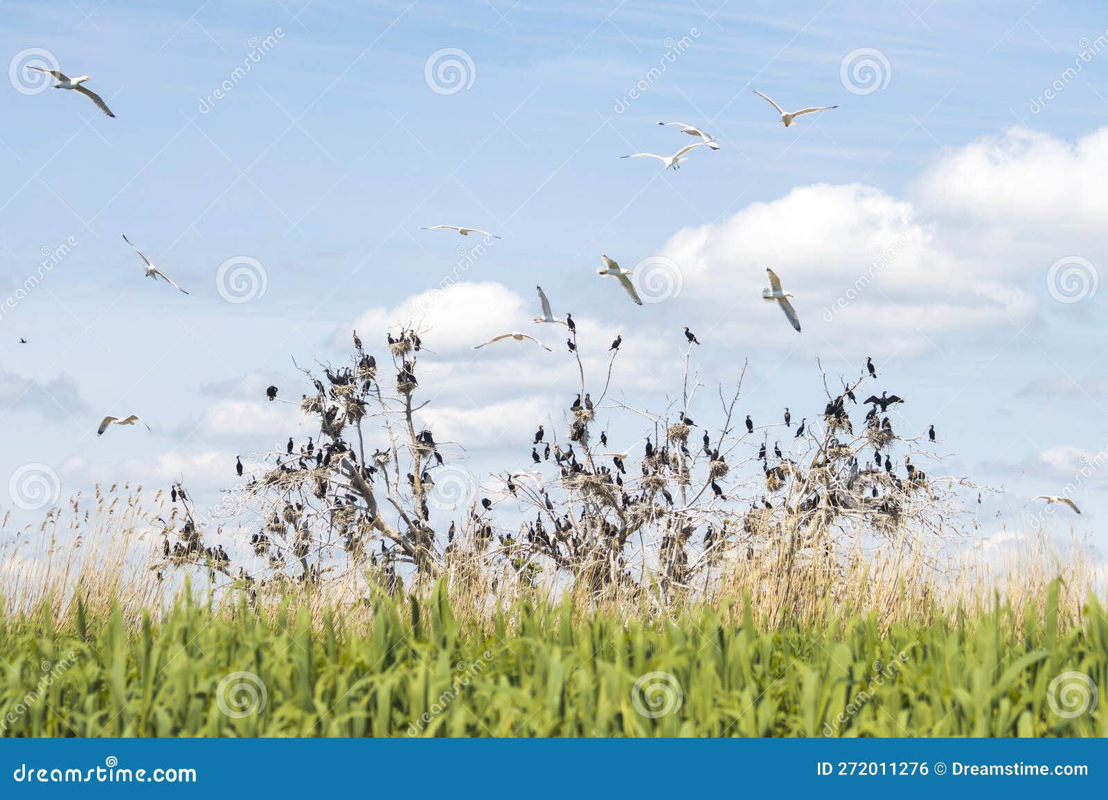 Colony of Birds on a Dried Tree Stock Photo - Image of seabird ...