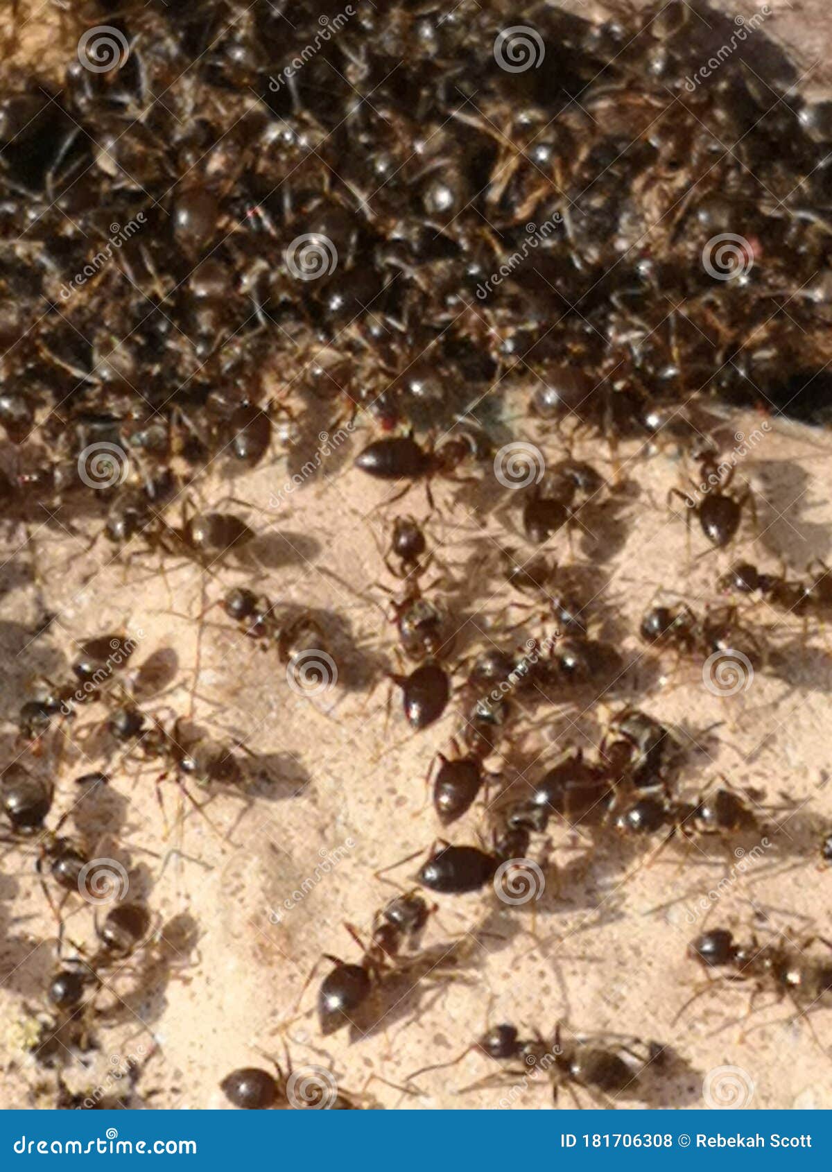 Colony of Black Ants Insects Nature Stock Photo - Image of nature ...