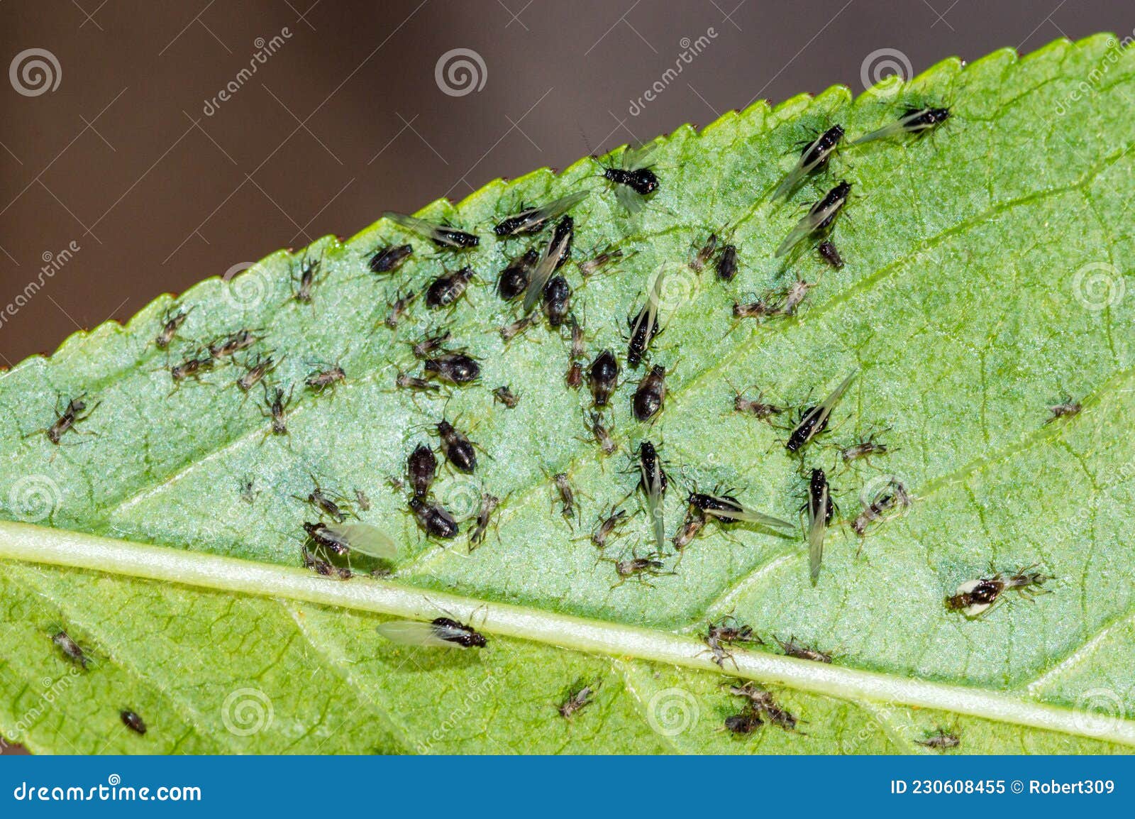 Black Aphids Cherry Colony On Curled Leaves On Sweet Cherry Tree Caused ...