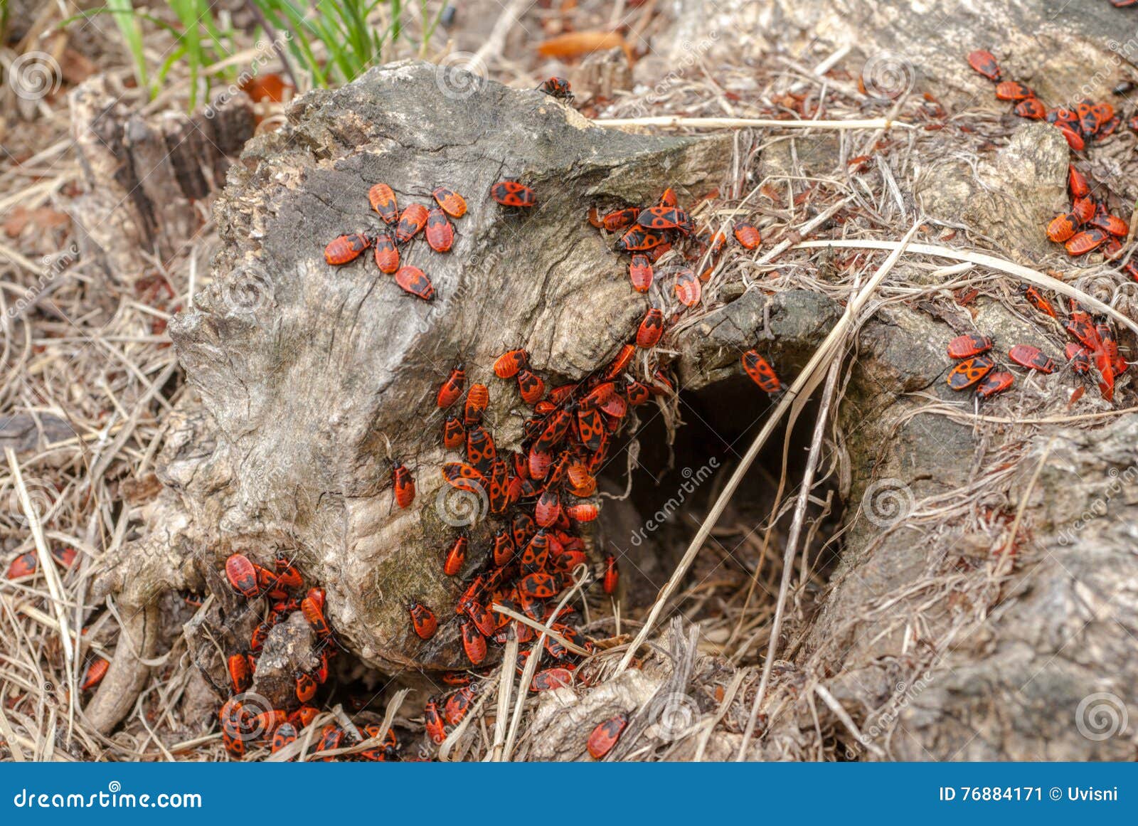 Colony of Black and Red Firebug or Pyrrhocoris Apterus, on a Old Tree ...
