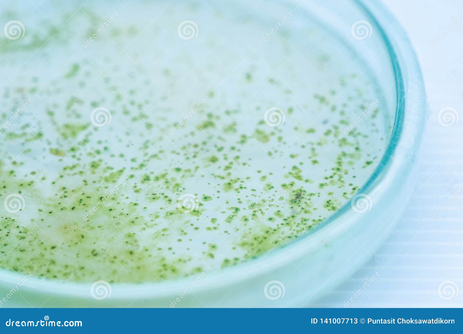 Colony of Blue Green Algae in Culture Medium Plate Stock Image - Image ...