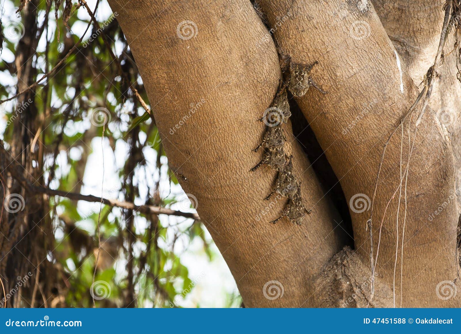 Sharp-nosed Pit Viper, Chinese Moccasin, Deinagkistrodon Acutus ...