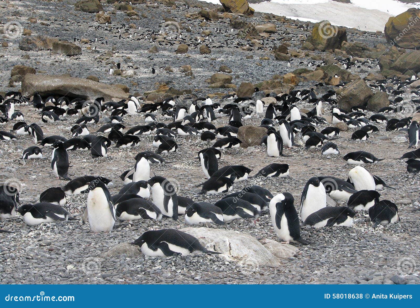 Colony Brooding Stock Photos - Free & Royalty-Free Stock Photos from ...