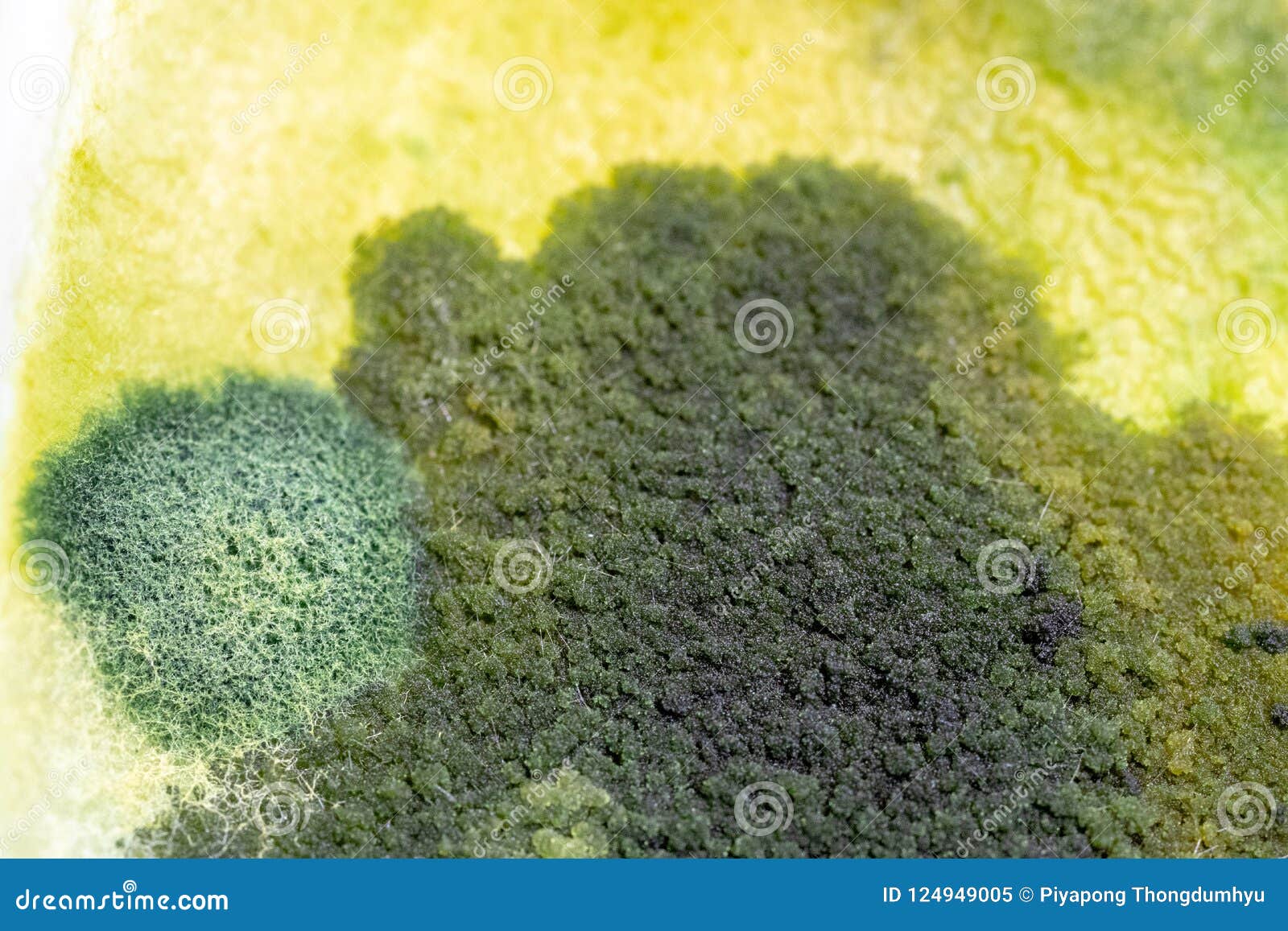 Colony Characteristics of Fungus and Algae in Petri Dish for Education ...