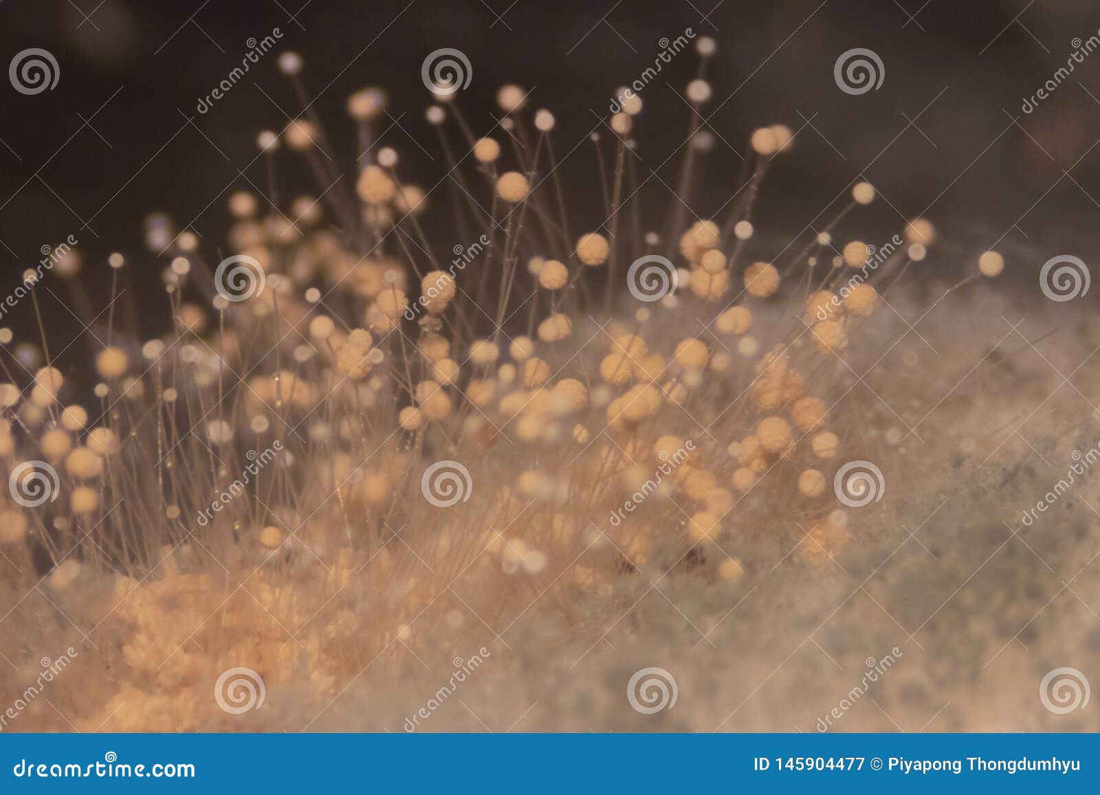 Colony Characteristics of Mold Under the Microscope. Stock Image ...