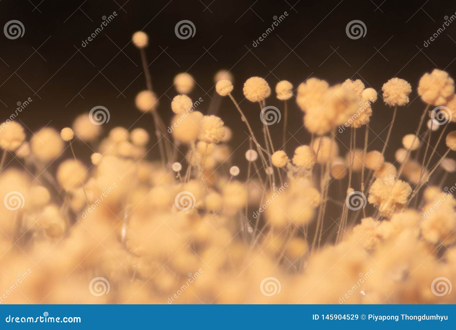 Colony Characteristics of Mold Under the Microscope. Stock Image ...
