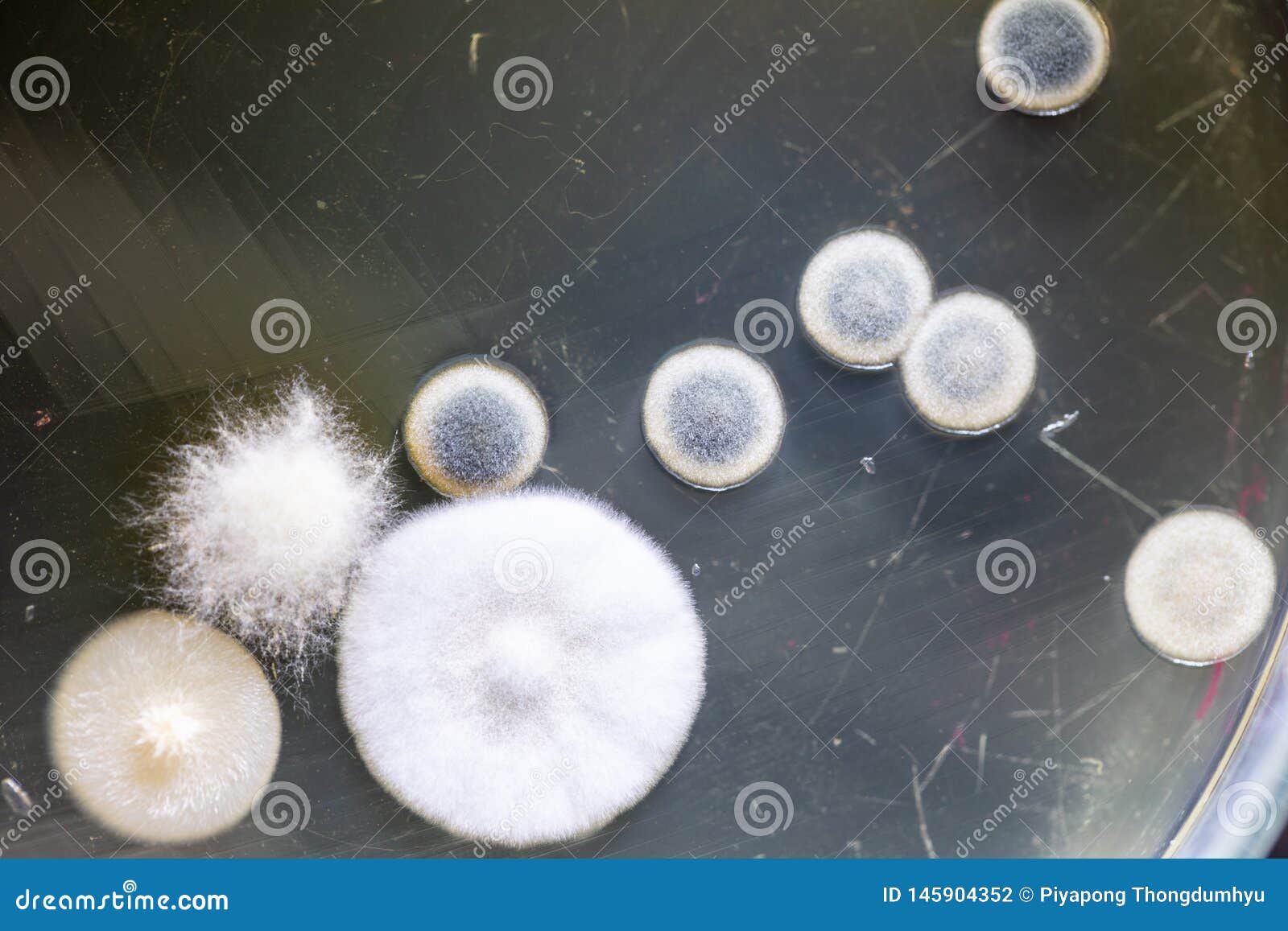 Colony Characteristics of Mold Under the Microscope. Stock Photo ...
