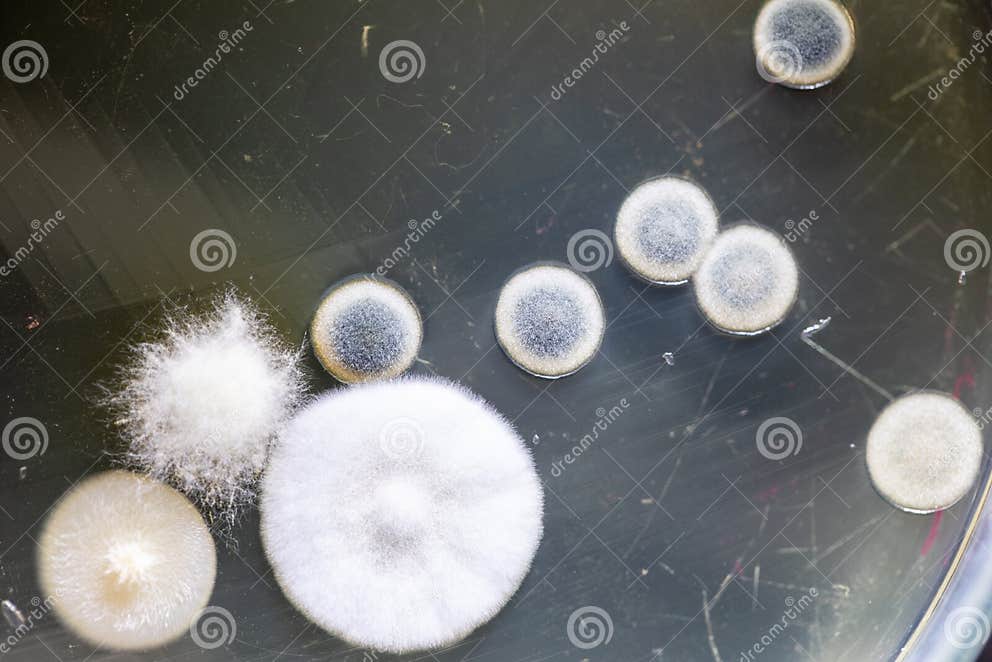 Colony Characteristics of Mold Under the Microscope. Stock Photo ...