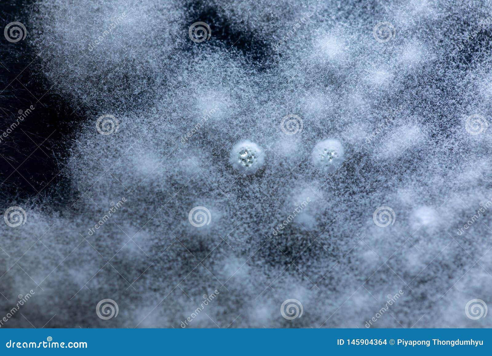 Colony Characteristics of Mold Under the Microscope. Stock Photo ...