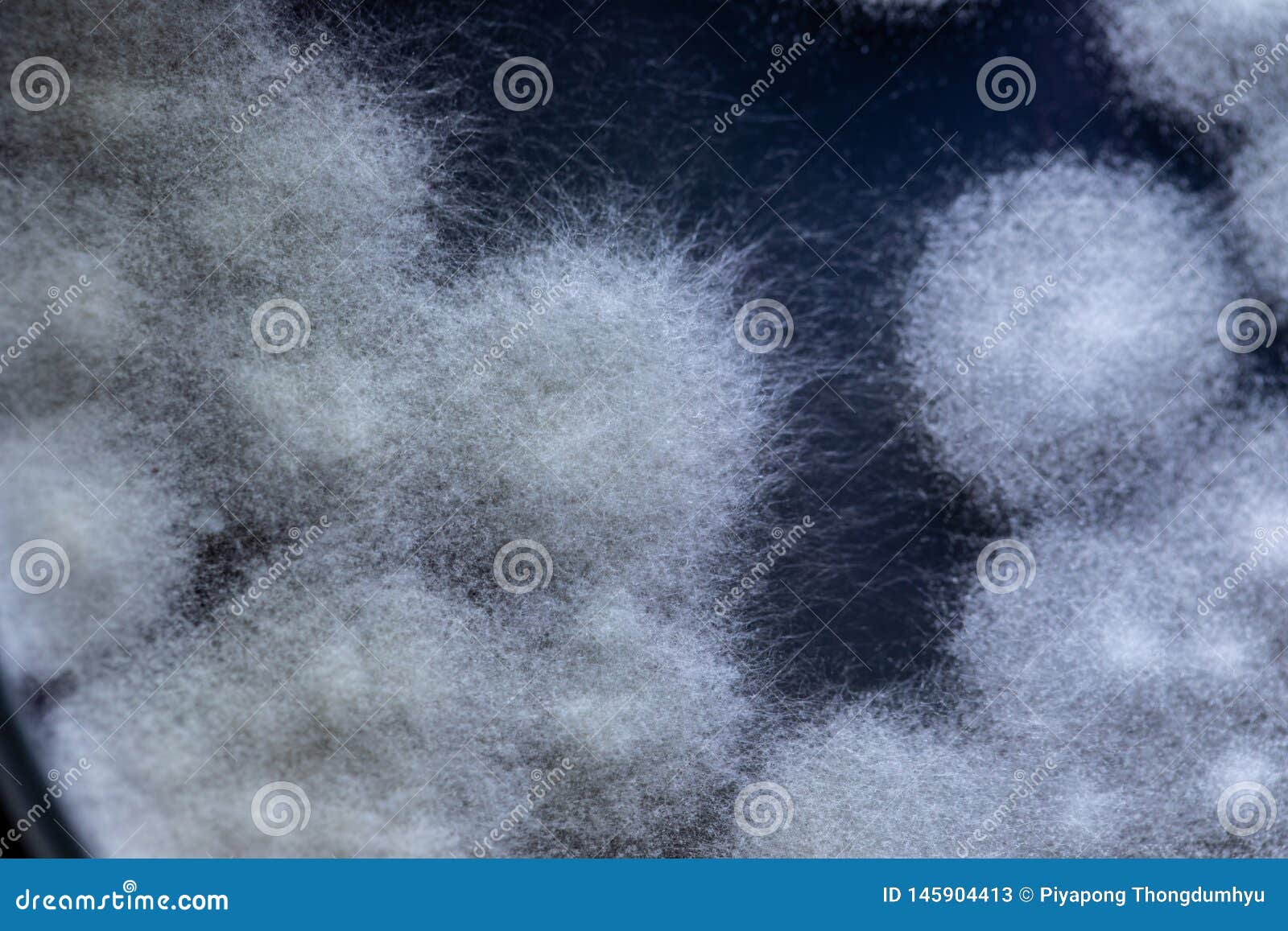 Colony Characteristics of Mold Under the Microscope. Stock Image ...
