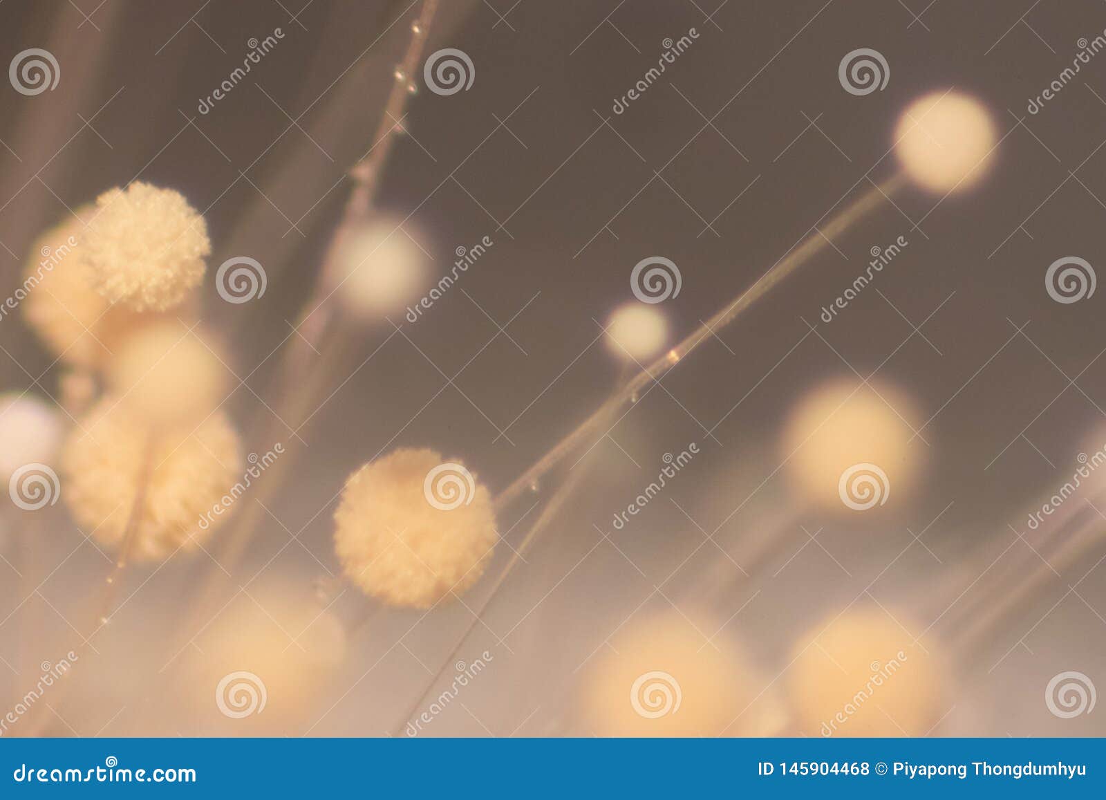 Colony Characteristics of Mold Under the Microscope. Stock Photo ...