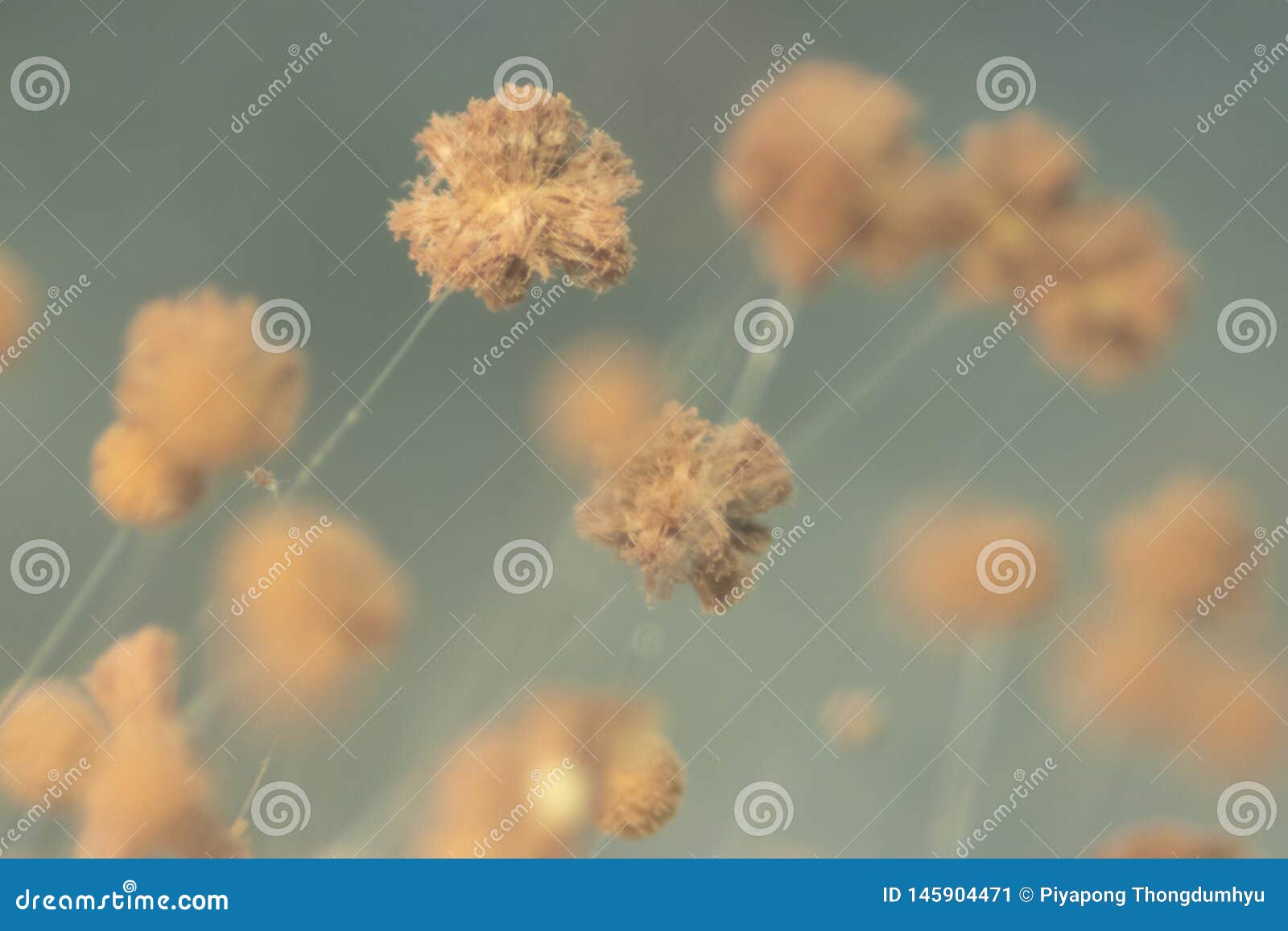 Colony Characteristics of Mold Under the Microscope. Stock Image ...