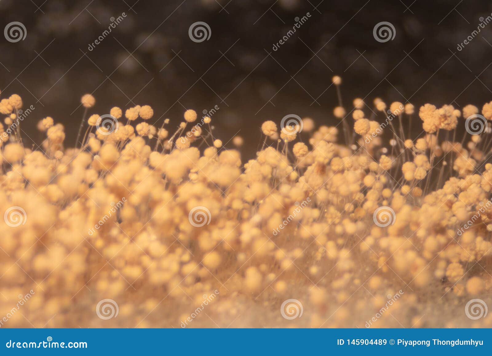 Colony Characteristics of Mold Under the Microscope. Stock Image ...