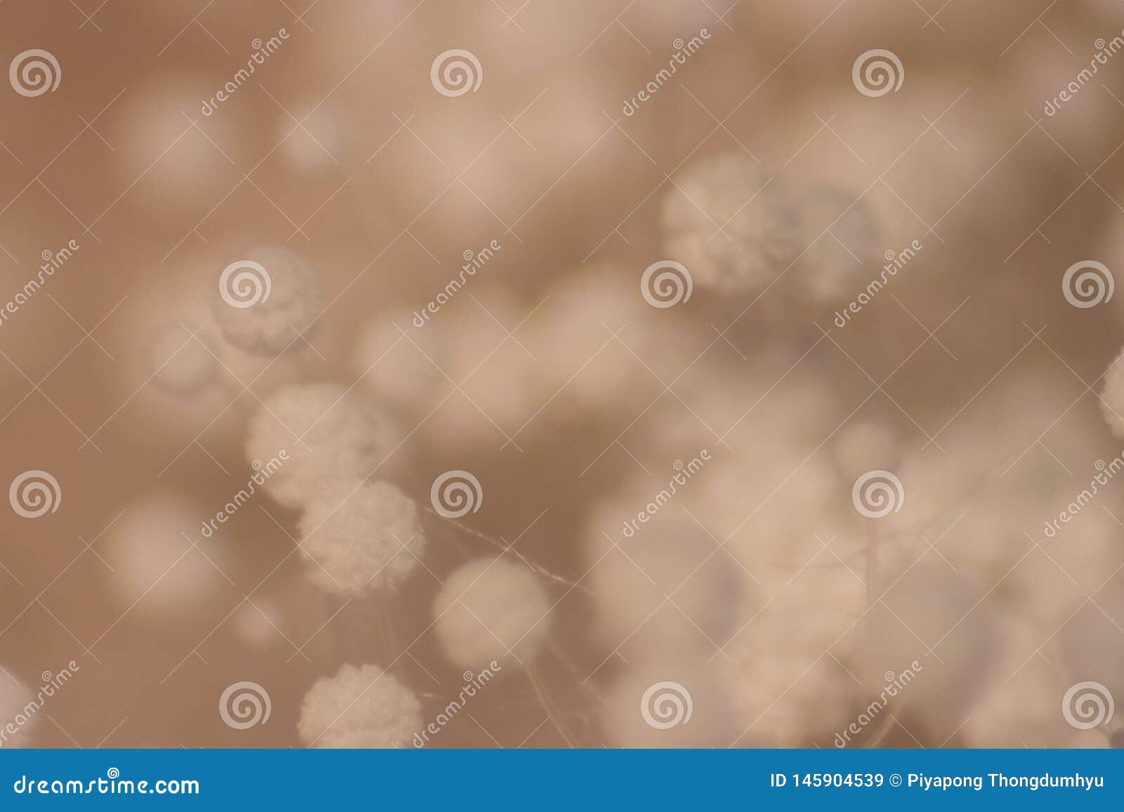 Colony Characteristics of Mold Under the Microscope. Stock Image ...