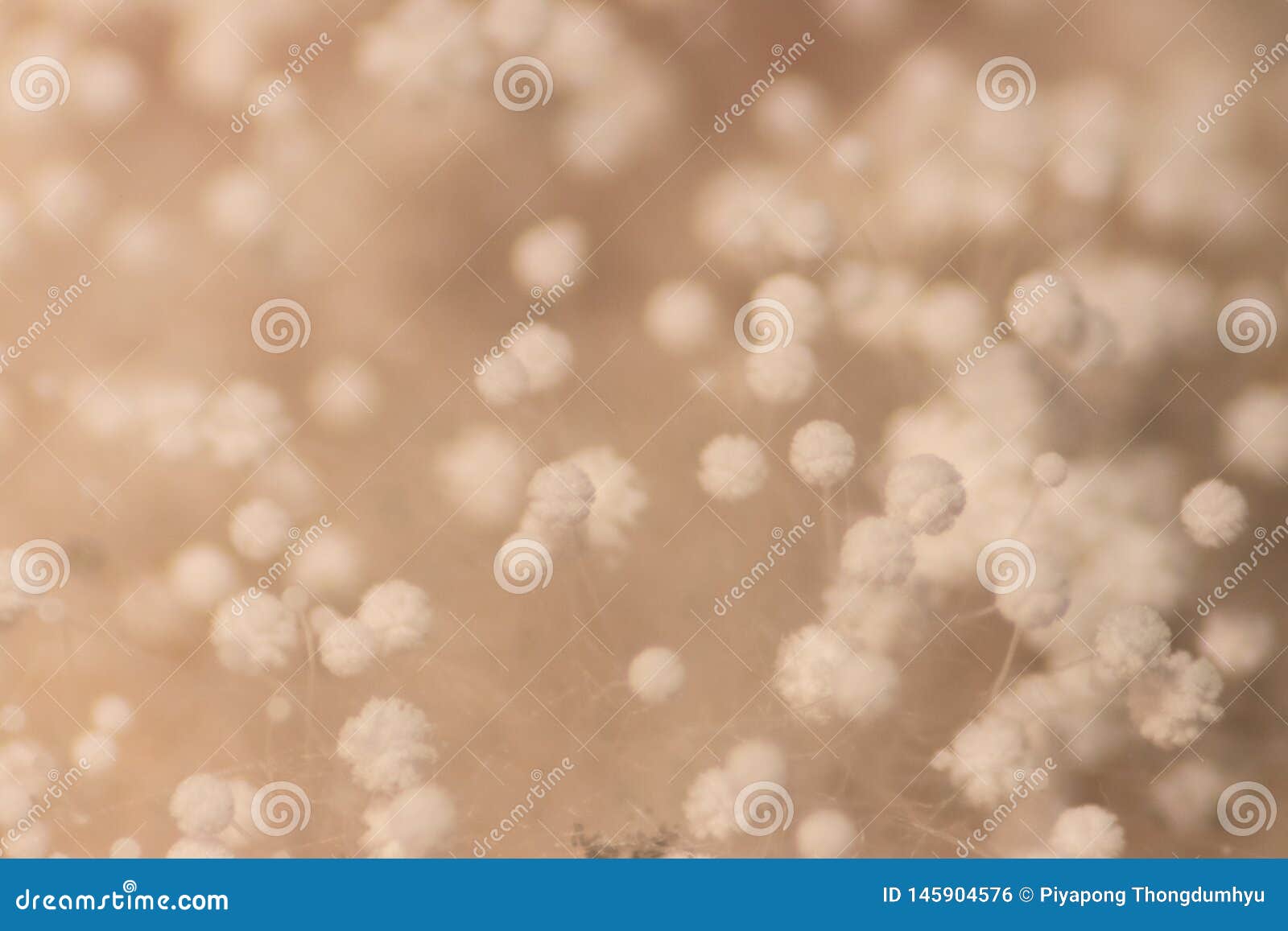 Colony Characteristics of Mold Under the Microscope. Stock Photo ...