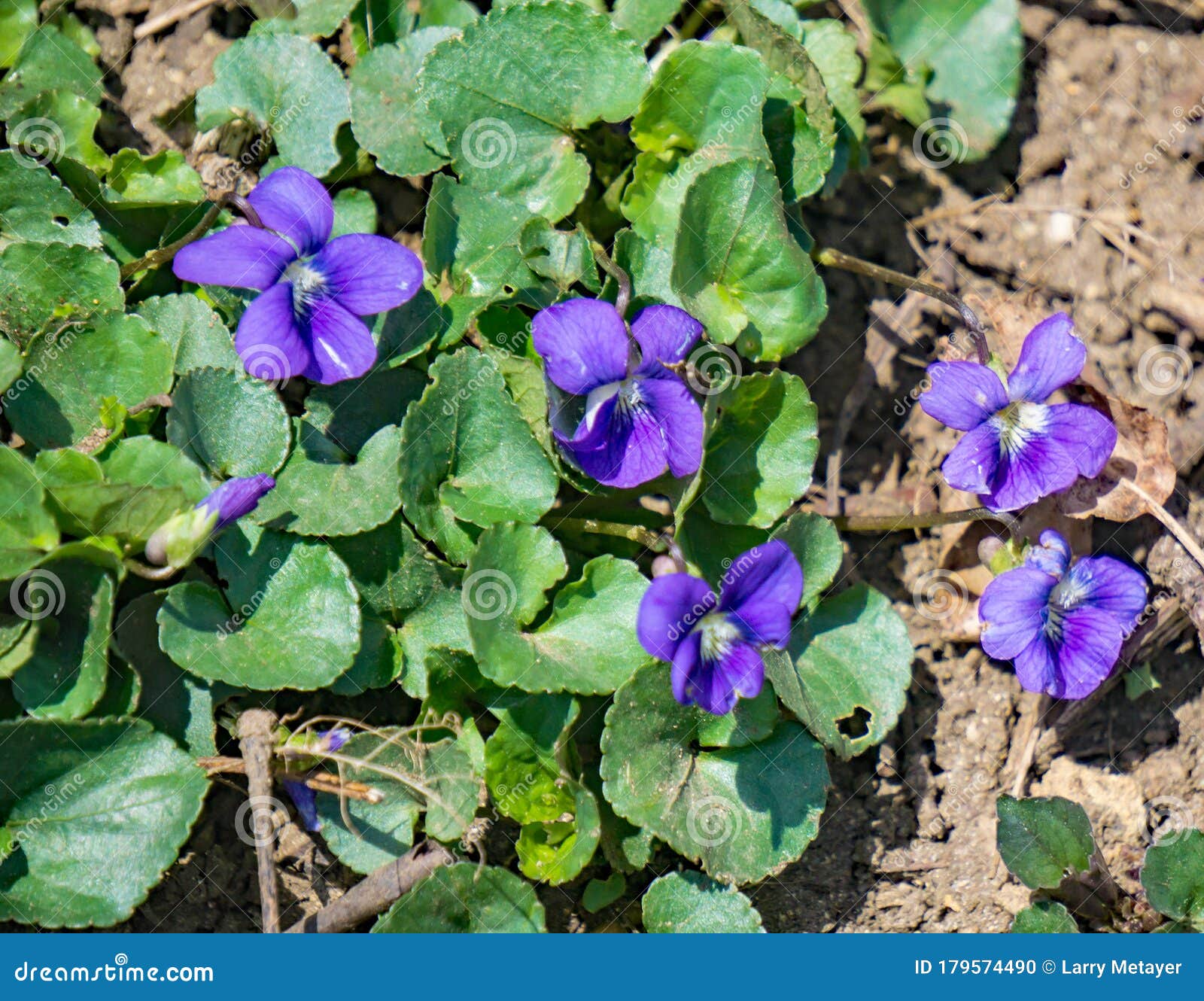 Colony of Common Blue Violet Stock Photo - Image of macro, closeup ...